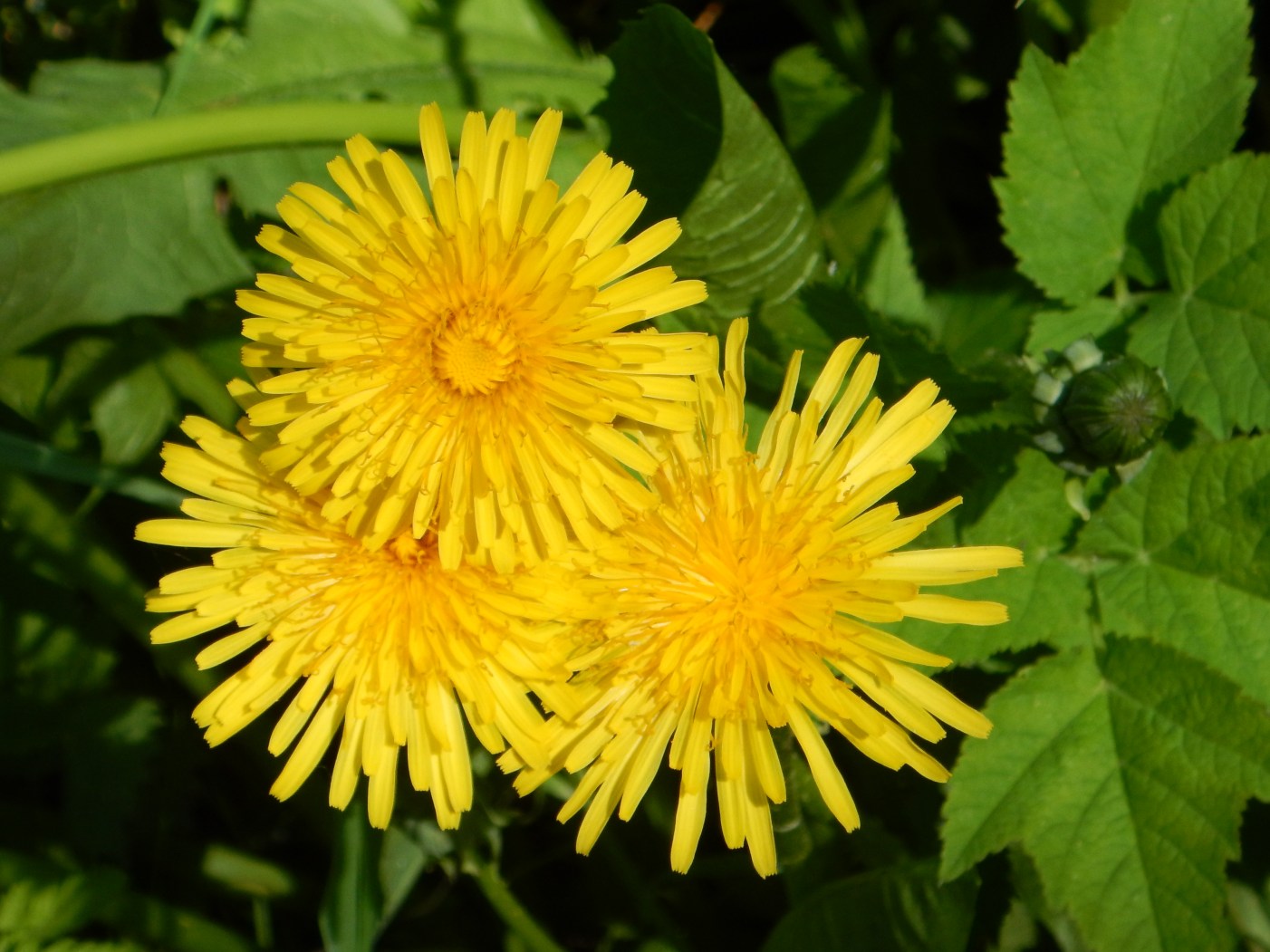 Yellow Things | Rantings Of A Third Kind
