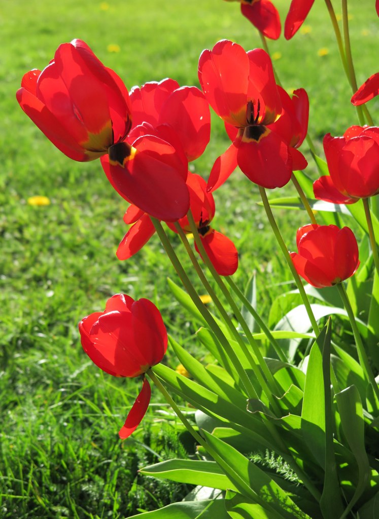 Red for spring | Rantings Of A Third Kind