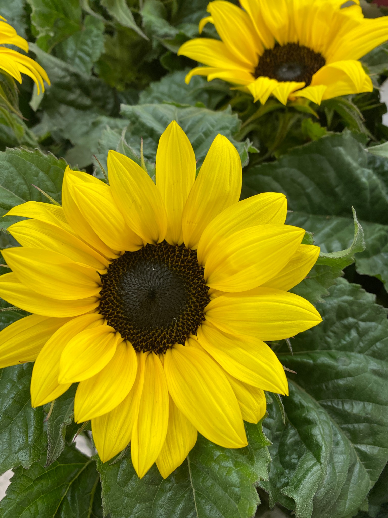Yellow takes over | Rantings Of A Third Kind
