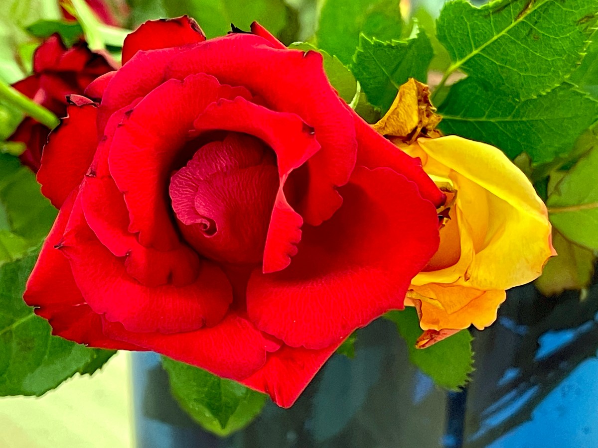 Red and then some yellow behind it? | Rantings Of A Third Kind