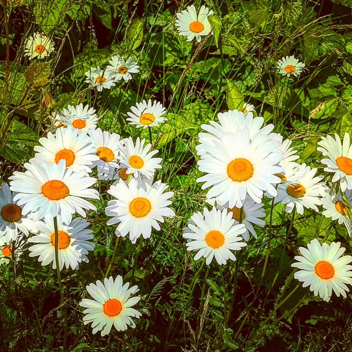 Fluffy fields of summer | Rantings Of A Third Kind